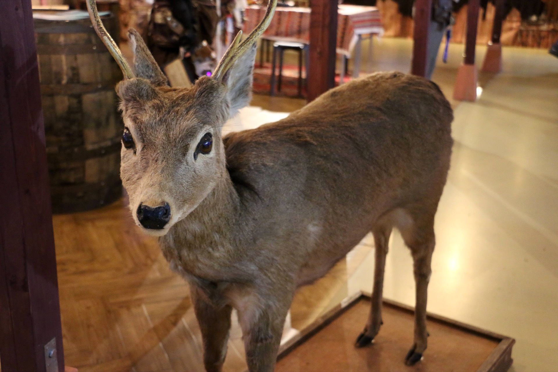 【BitS25】真人 NPC 專業互動！BitSummit「冒險者酒場」重現奇幻 RPG 世界 - 巴哈姆特