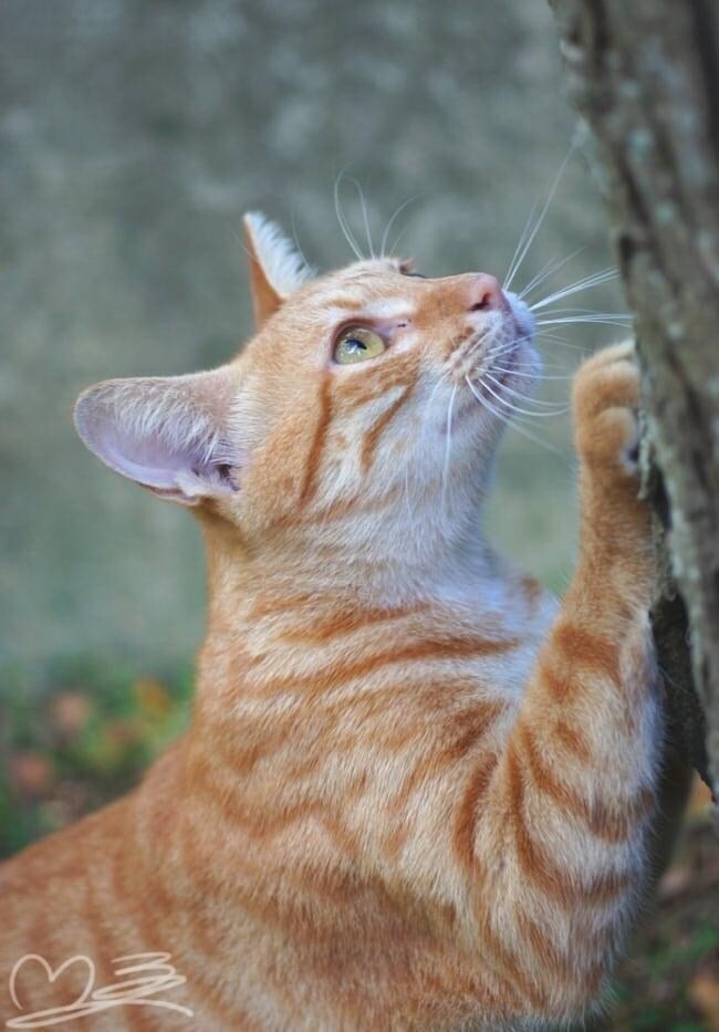 假日貓咪攝影-想爬樹的胖橘貓w - maxft2的創作 - 巴哈姆特