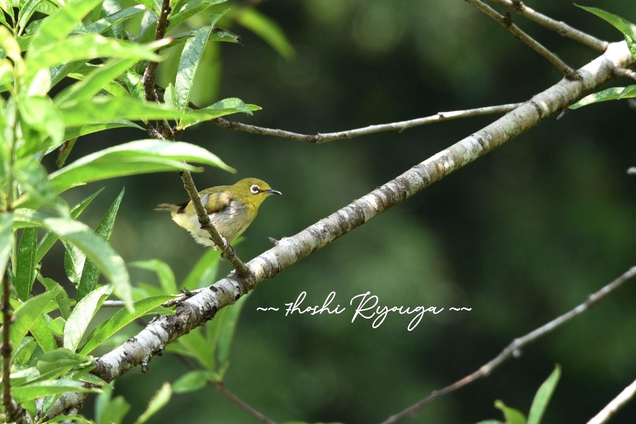 【攝影】一些學校裡的鳥類 - suweni0330的創作 - 巴哈姆特