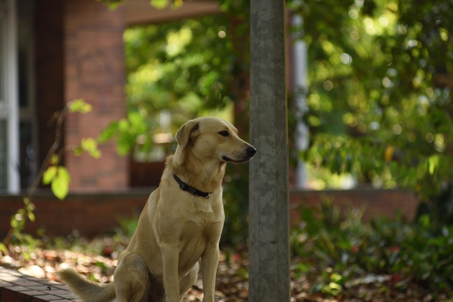 【攝影】Panagor PMC AUTO TELE 135mm F2.8【老鏡】 - suweni0330的創作 - 巴哈姆特