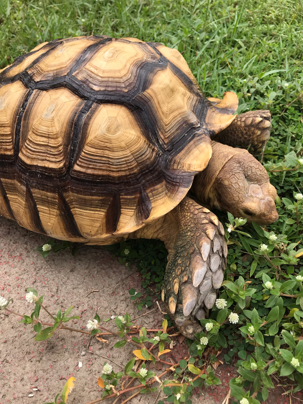 靠邀 我一直以為小傢伙是母的.... - as3688的創作 - 巴哈姆特