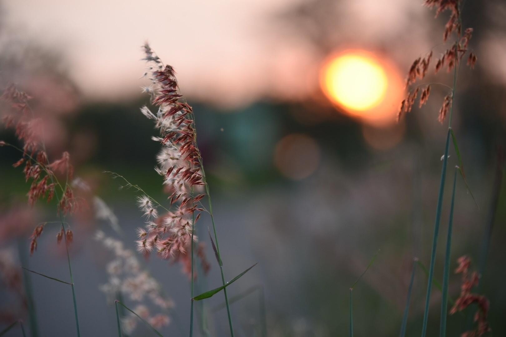 【攝影】Golden Hour - suweni0330的創作 - 巴哈姆特