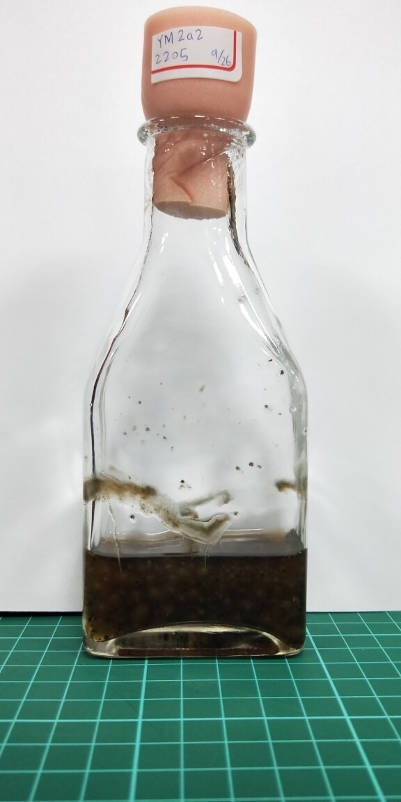 真菌 - f306xz的創作 - 巴哈姆特