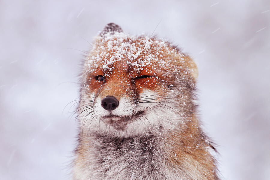 國科會推出TAIDE-LX-7B模型(已推出基於Llama 3的新版本) - a35963596的創作 - 巴哈姆特