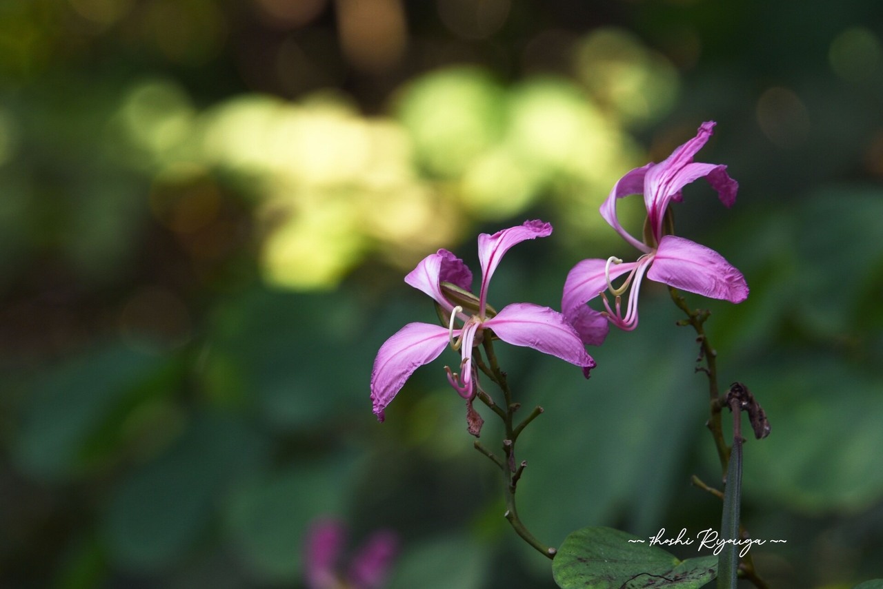 【攝影】剎那色05 - 晚秋的洋紫荊 - suweni0330的創作 - 巴哈姆特