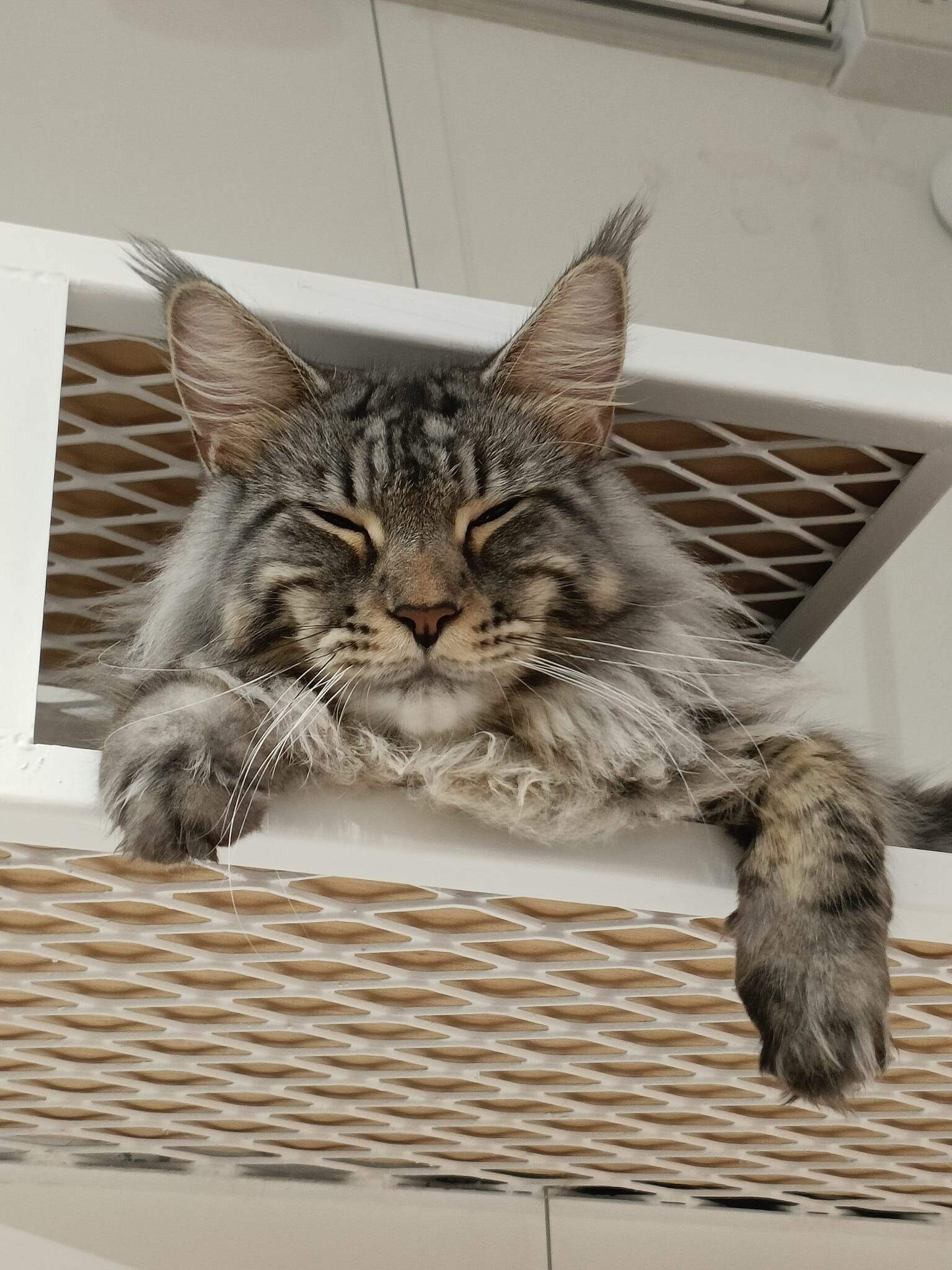 以貓為師 - moonlight4u的創作 - 巴哈姆特