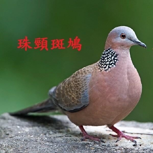 [閒聊]秋風送爽!七姑姑苦!(Y2B) - lcoffee的創作 - 巴哈姆特