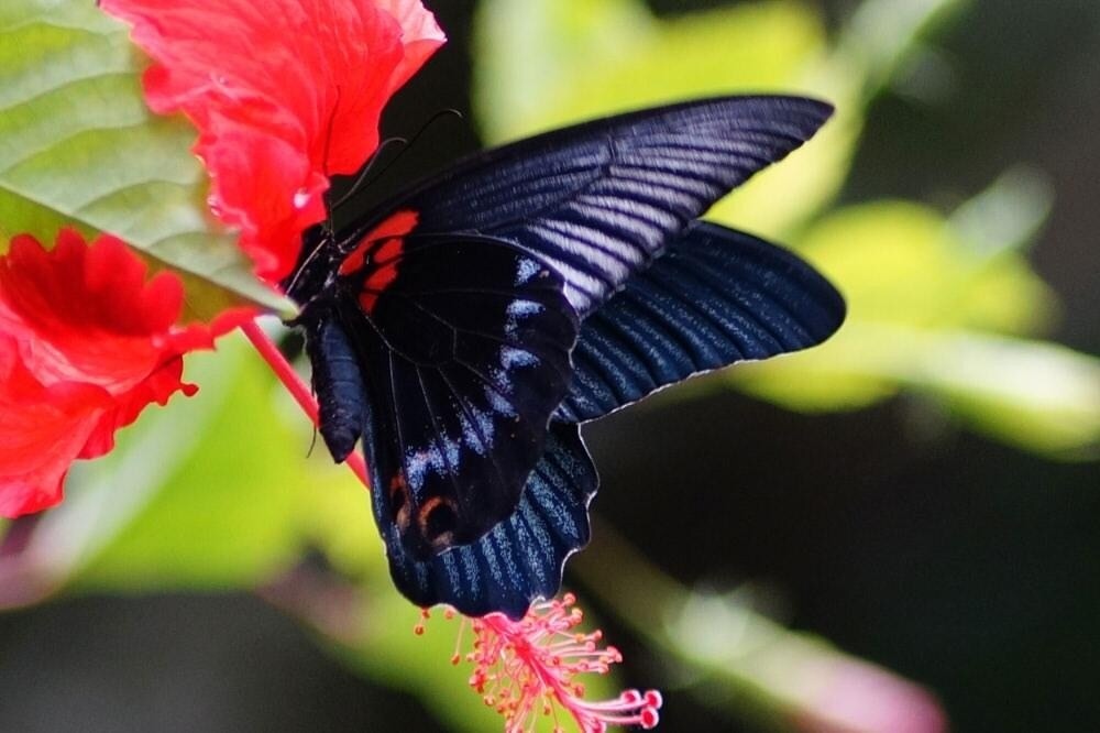 假日散步攝影－睡著的橘貓跟朱槿與蝴蝶w - maxft2的創作 - 巴哈姆特