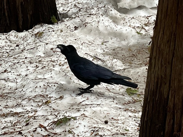 3/13 - ch20030211的創作 - 巴哈姆特