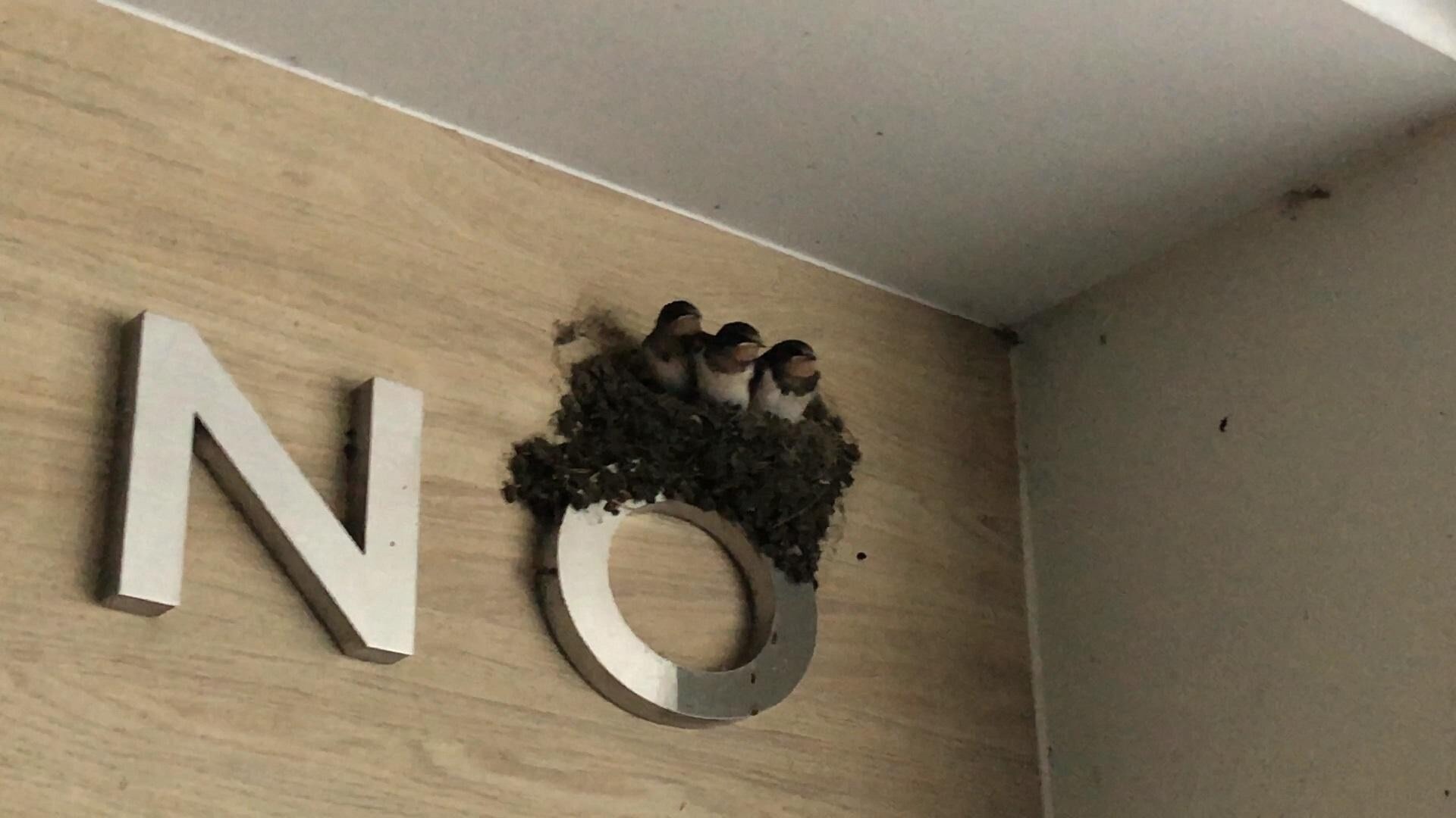 燕巢空了 - 2023年 - gnaysolution的創作 - 巴哈姆特