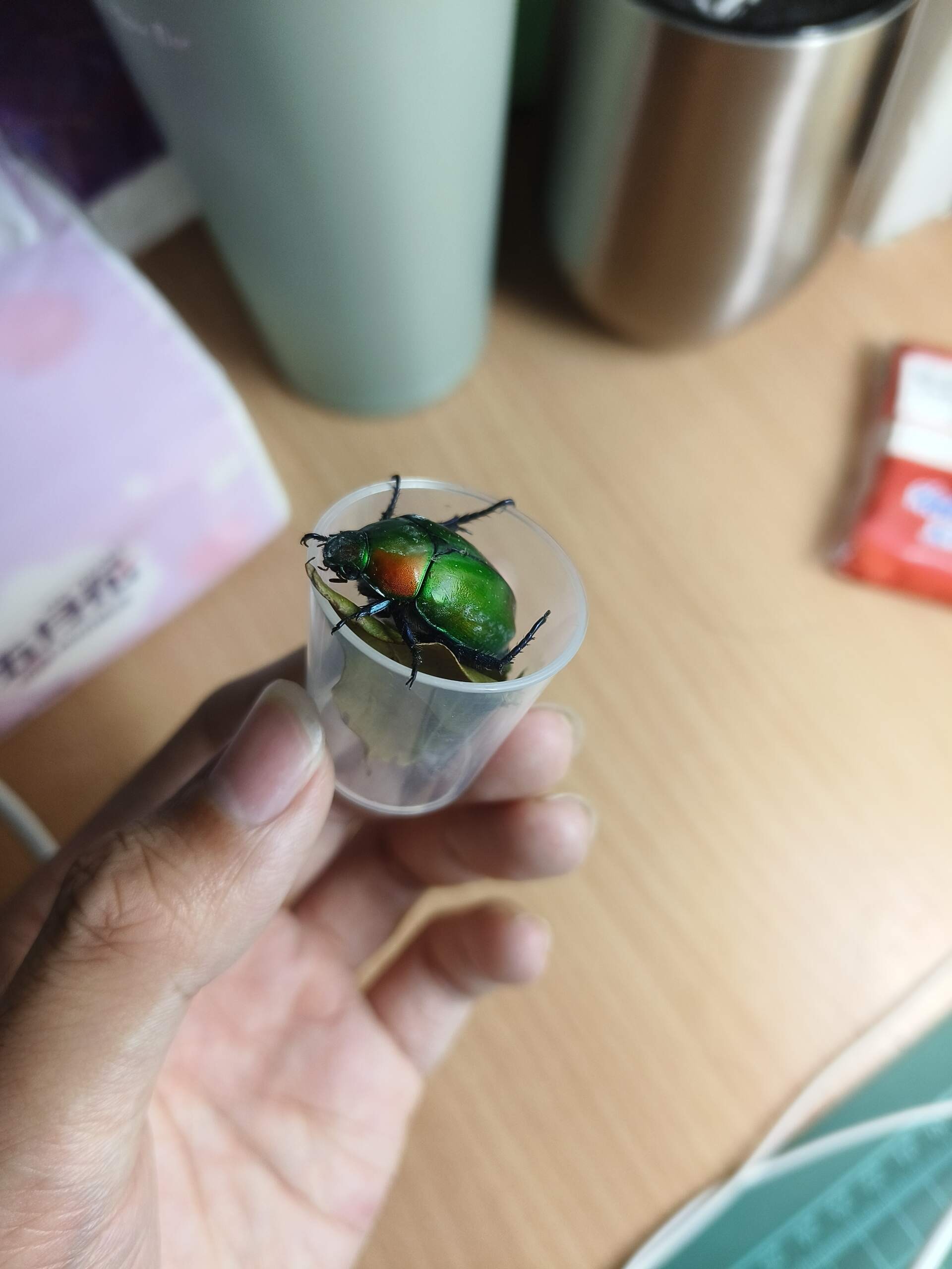 綠金龜蟲 - s20116147的創作 - 巴哈姆特