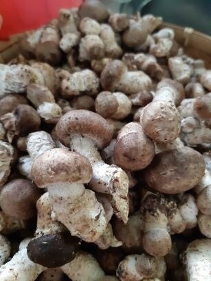 本週二三事—小說或許來不及參賽了…… - s3062072的創作 - 巴哈姆特