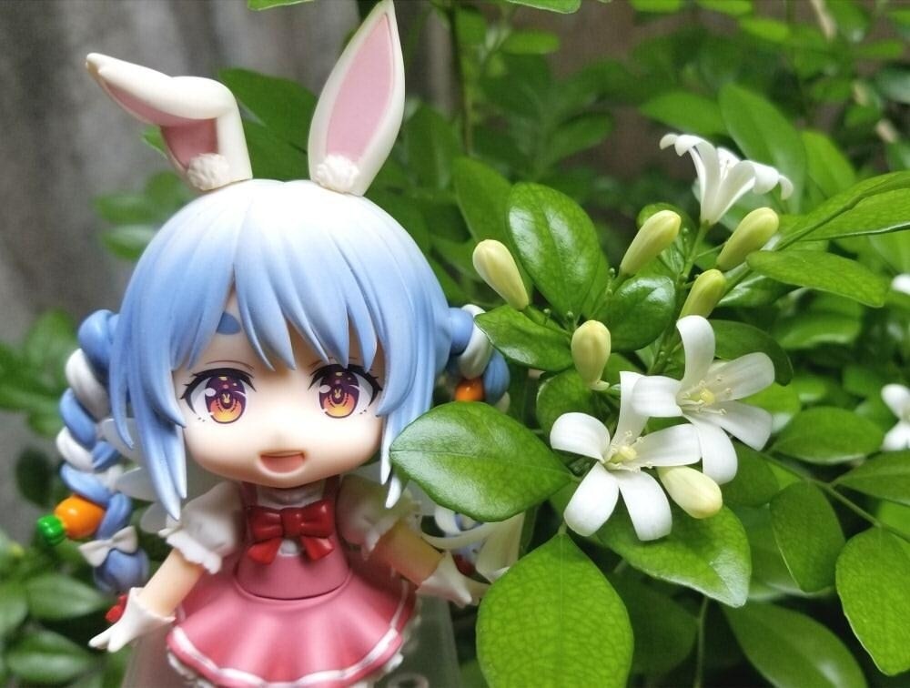 後院的七里香終於開花了w - maxft2的創作 - 巴哈姆特