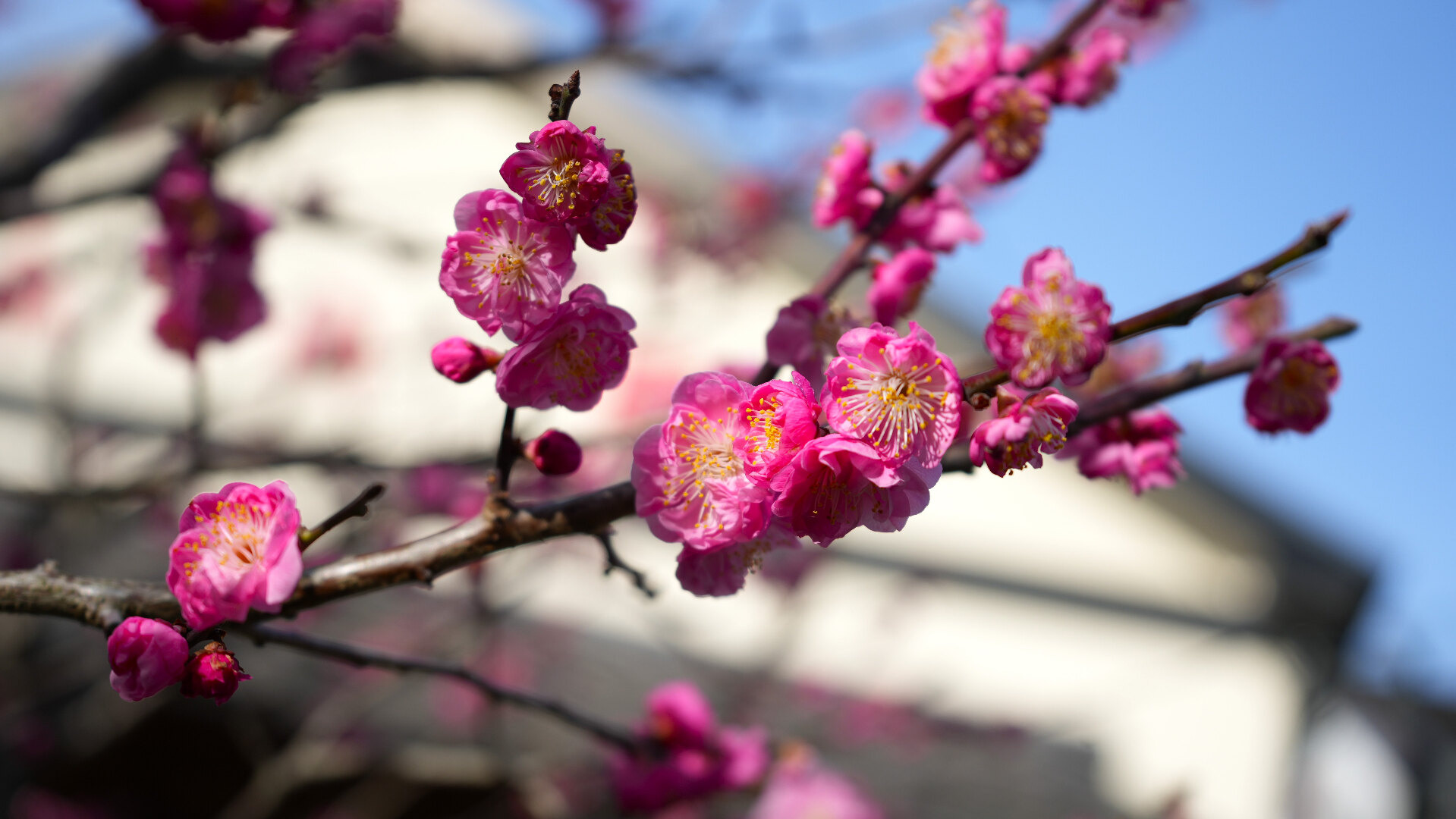 2024春，日本九州8日遊遊記part 2 - lgt的創作 - 巴哈姆特