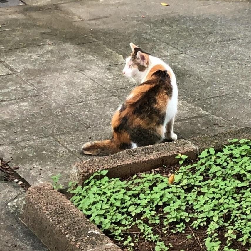 荷花池，夏初到冬末，國立陽明交通大學(National Yang Ming Chiao Tung University) - gnaysolution的創作 - 巴哈姆特