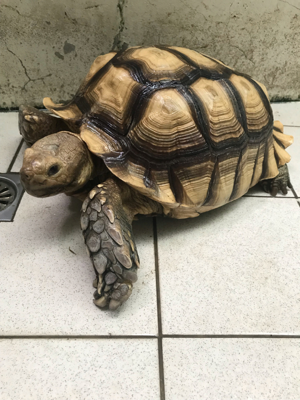 小傢伙性別辨識！ - as3688的創作 - 巴哈姆特