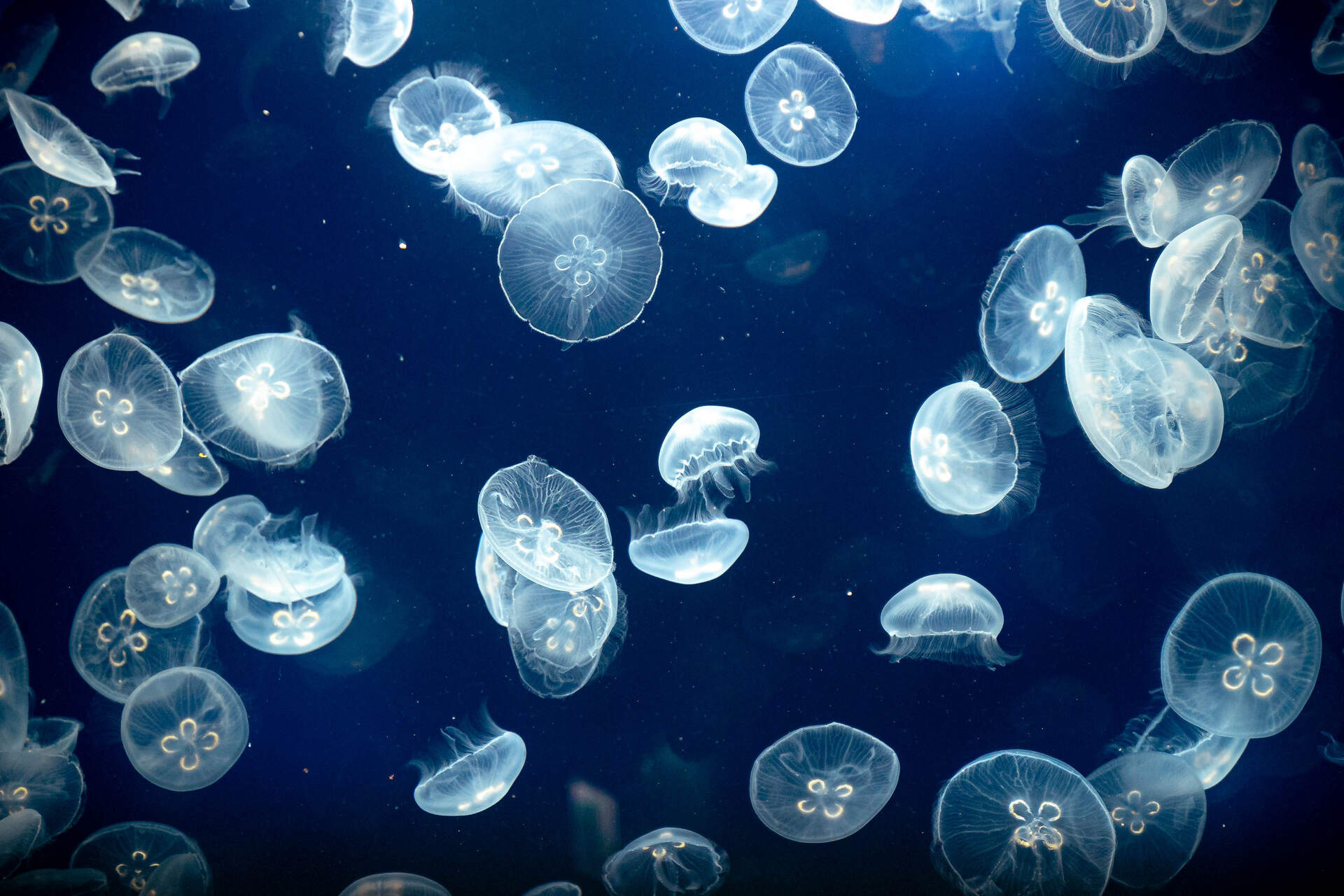 2023/7/8 Xpark - owoxr的創作 - 巴哈姆特