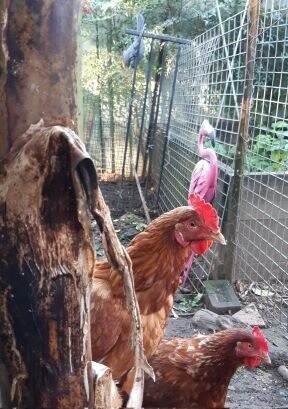 本週二三事—無端白事變成「創作玩家」 - s3062072的創作 - 巴哈姆特