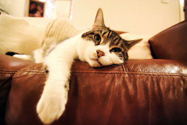 說文解字- lollygag - verruckt的創作 - 巴哈姆特