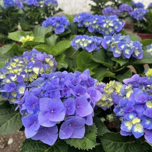 雲聊閒聊•雜七雜八。【964】（小聊） - ash62646的創作 - 巴哈姆特