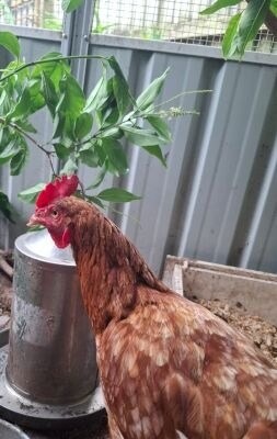 本週二三事—昨日生日 - s3062072的創作 - 巴哈姆特