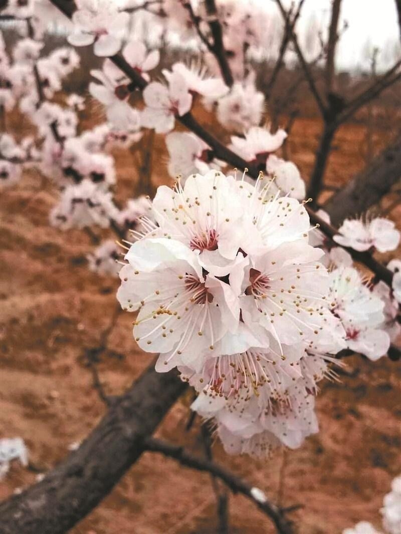 活俠傳-牛長壽事件。名詞、地名解說 - plokplok2的創作 - 巴哈姆特