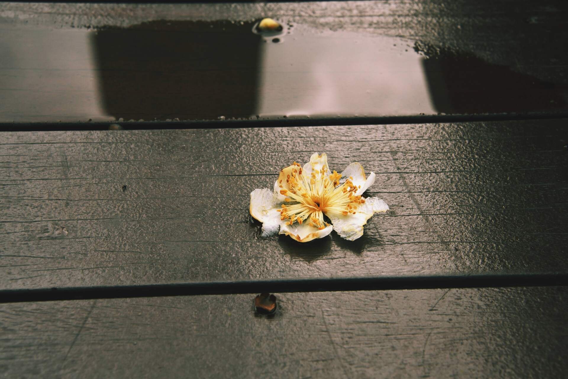 【攝影】剎那色13 - 落華 - suweni0330的創作 - 巴哈姆特