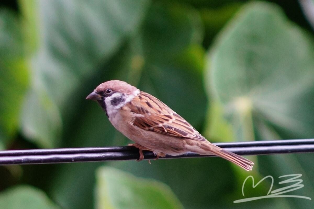 陽台拍攝休息中的麻雀w - maxft2的創作 - 巴哈姆特