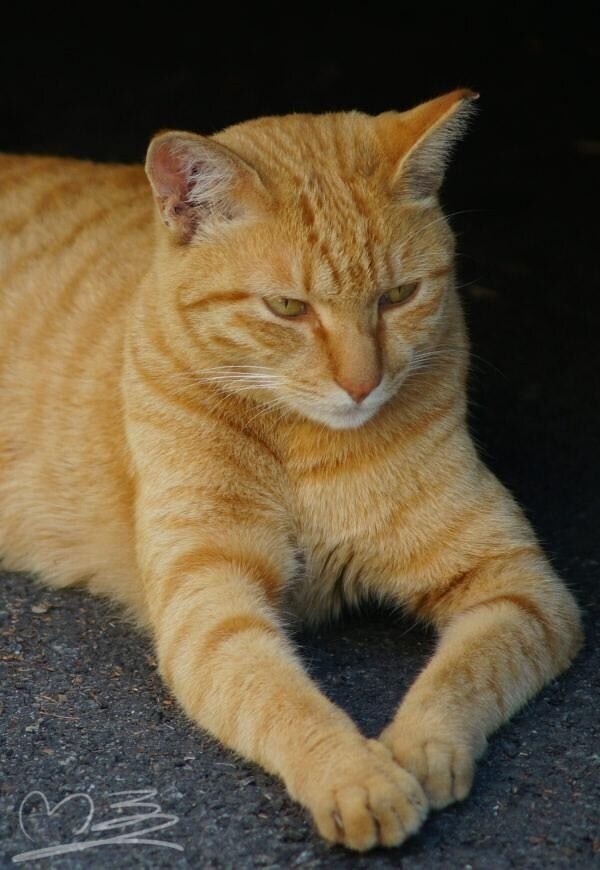 休息中的橘貓跟樹叢裡的三花貓w - maxft2的創作 - 巴哈姆特