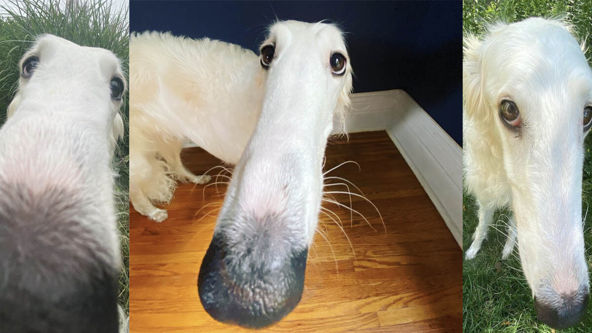 [迷因與它們的產地] Didn't I do it for you? / Borzoi meme - atingtdm的創作 - 巴哈姆特