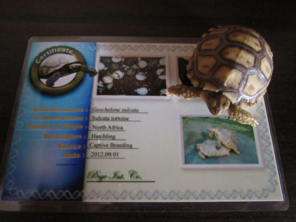 小傢伙幼年時期 - as3688的創作 - 巴哈姆特