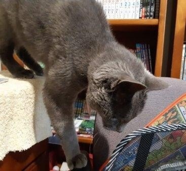 本週二三事—艾兒把"Enter"拆下來了 - s3062072的創作 - 巴哈姆特