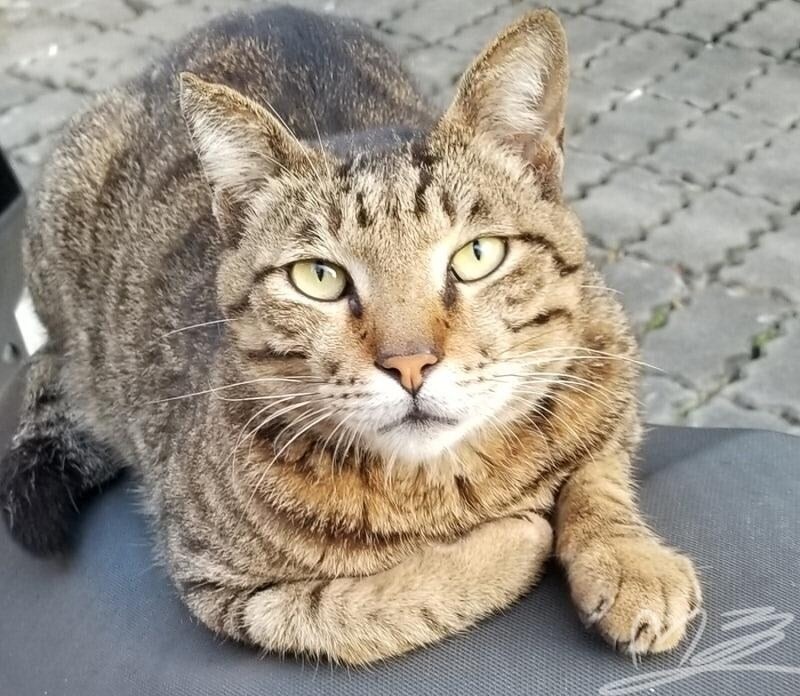 在座墊上休息的虎斑貓w - maxft2的創作 - 巴哈姆特