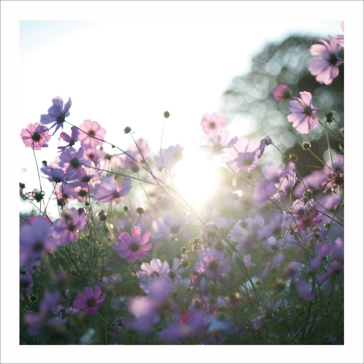 【中文翻譯】日々の波間に / yuxuki waga 歌詞 / 拼音 - kuuchi的創作 - 巴哈姆特