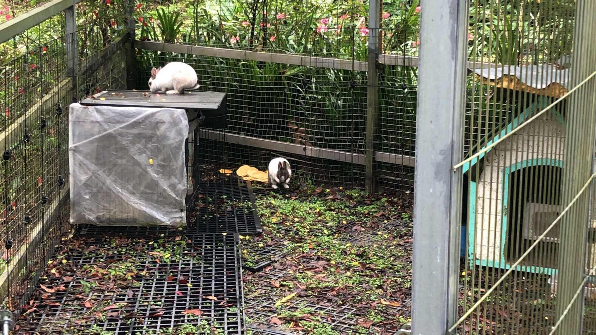 再見了兔年 (Goodbye, Rabbit Year) - gnaysolution的創作 - 巴哈姆特