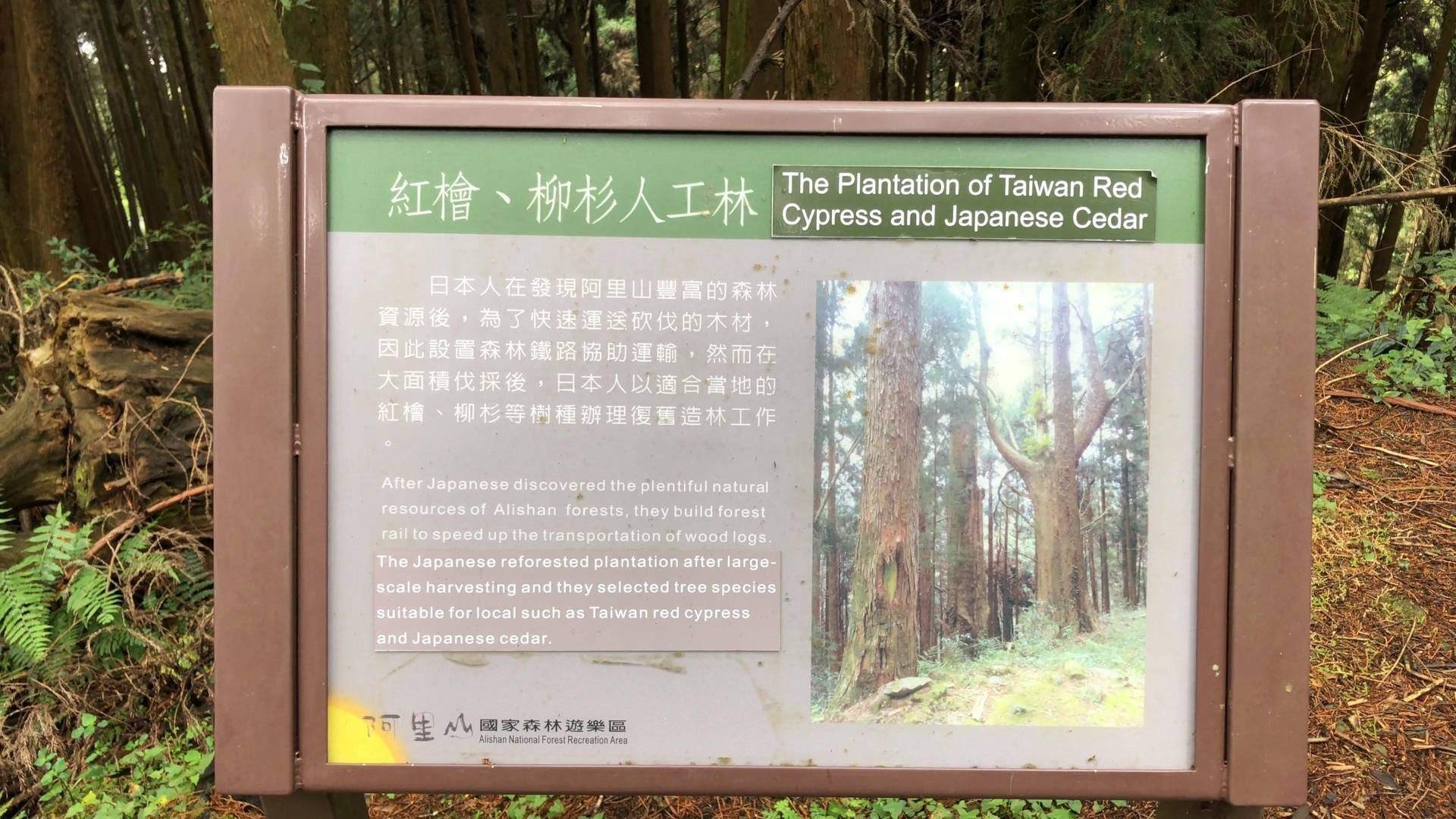 Shuishan Line (阿里山，水山線) - gnaysolution的創作 - 巴哈姆特